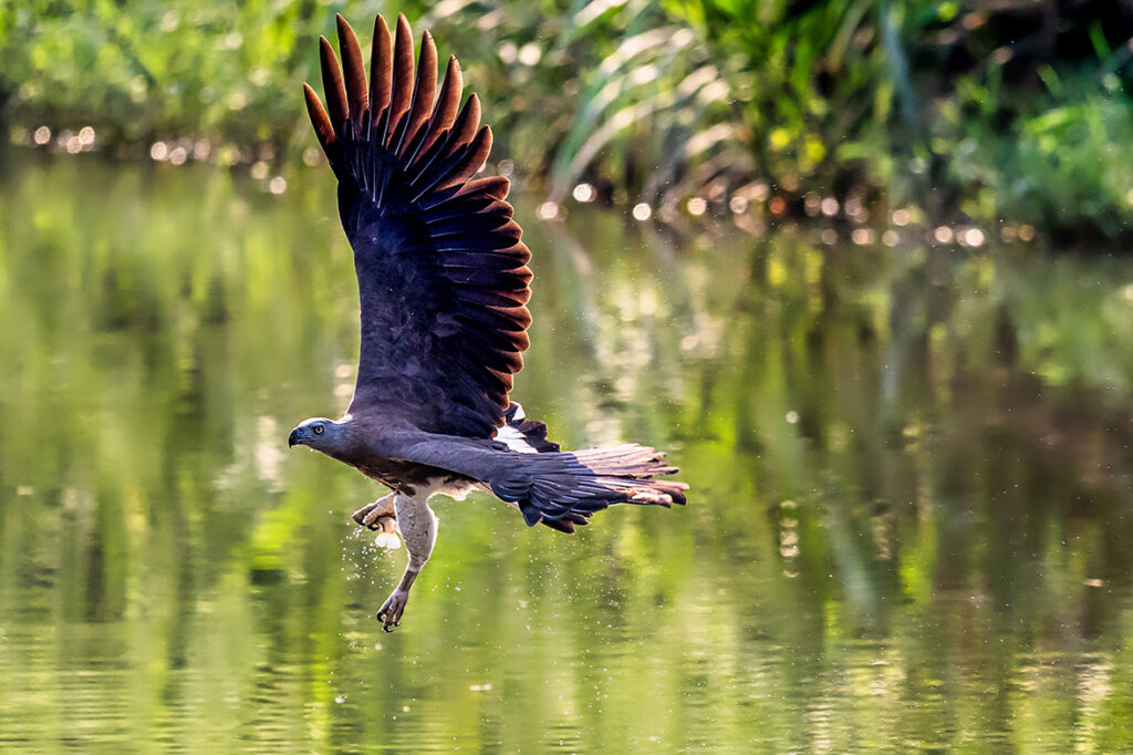 Setting standards for Singapore’s biodiversity conservation efforts ...